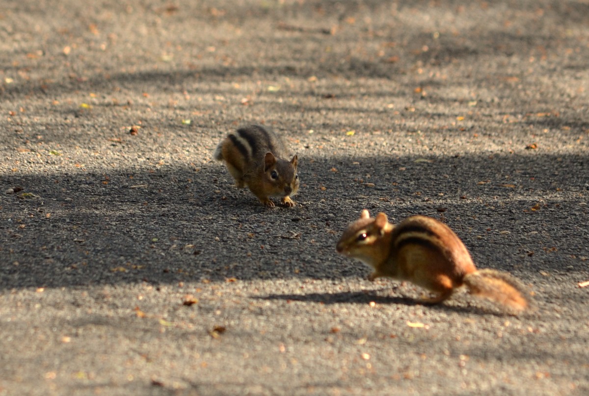 Woods Walks and Wildlife: May 2015