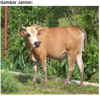 Pengetahuan Umum Tentang Sapi