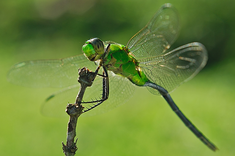 POEMAS DE SHEILA : COMO LIBÉLULA