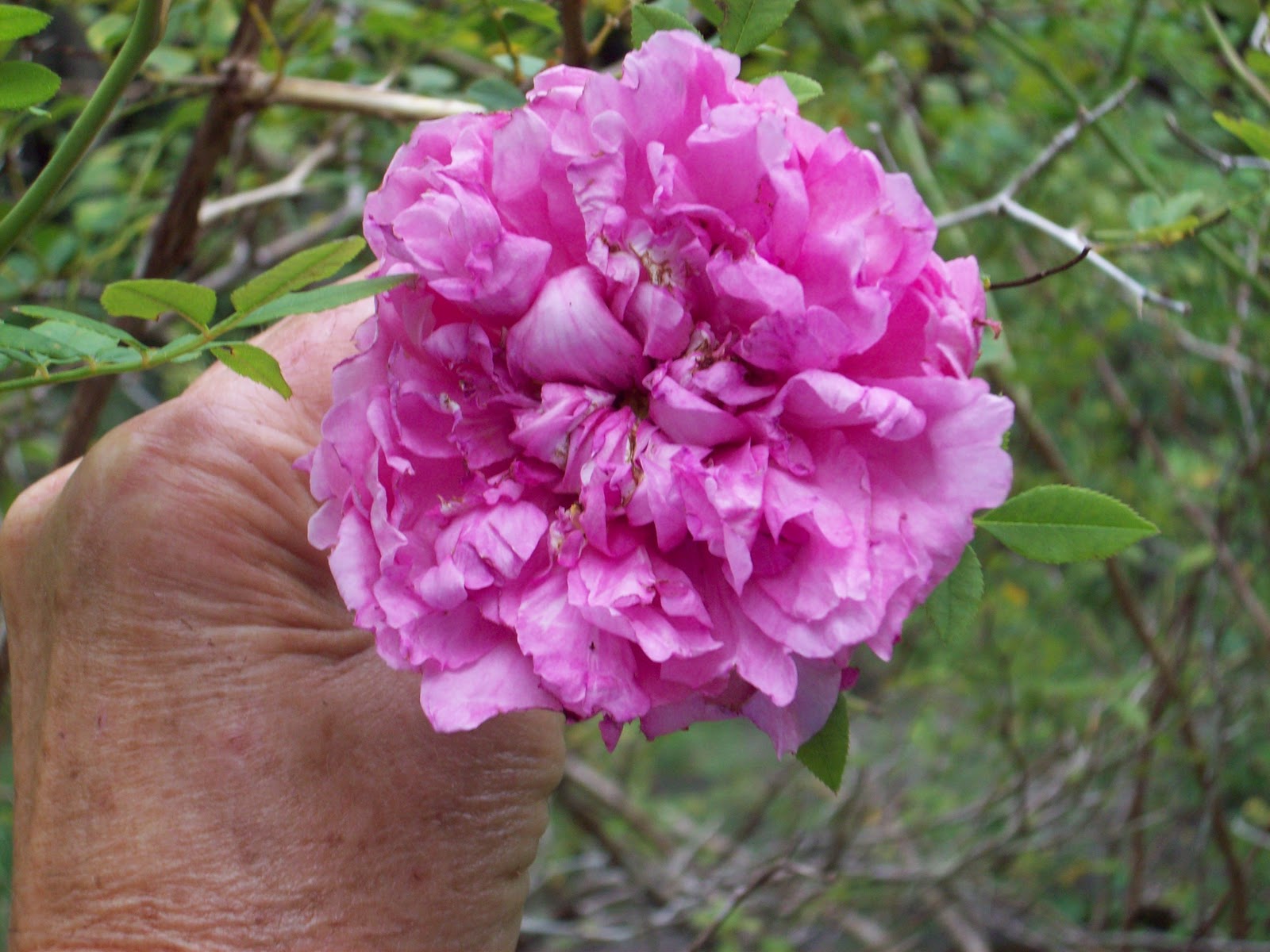 Cracker Rose Acre - Fort White - Florida: CRACKER ROSE ACRES fall ...