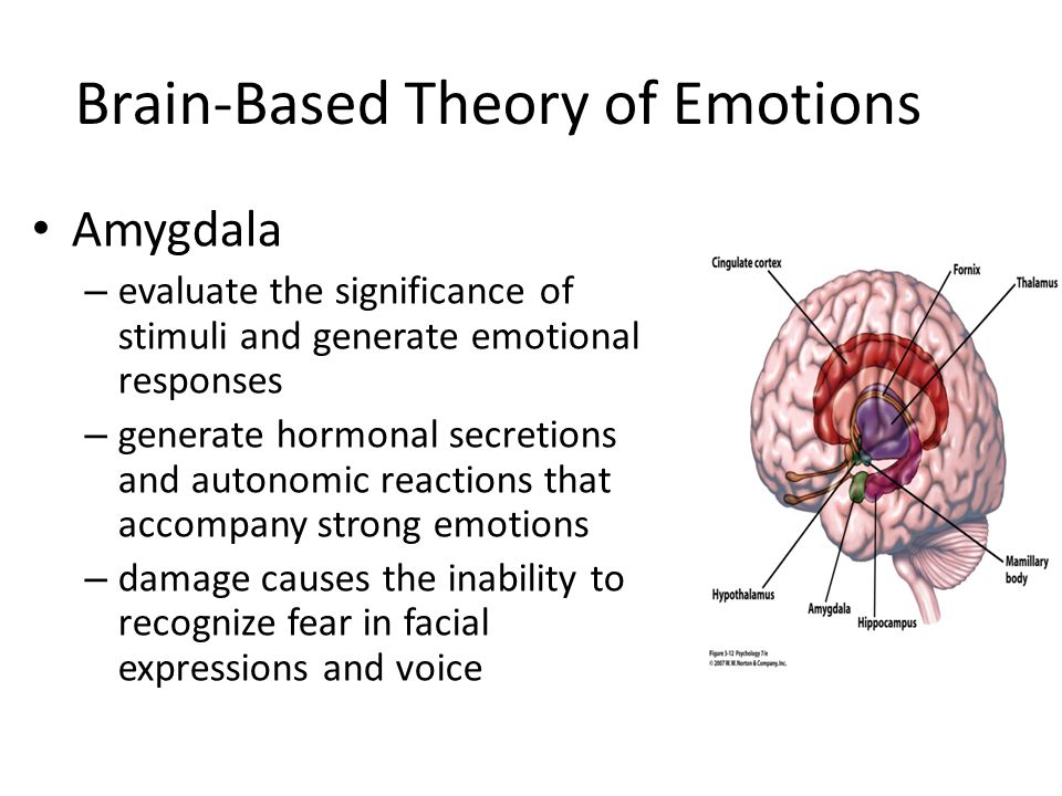 EXAMS AND ME : Amygdala