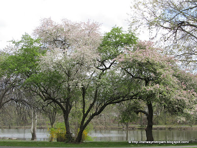 4 seasons in the life of Rahway River Park: I Love Spring in Rahway ...