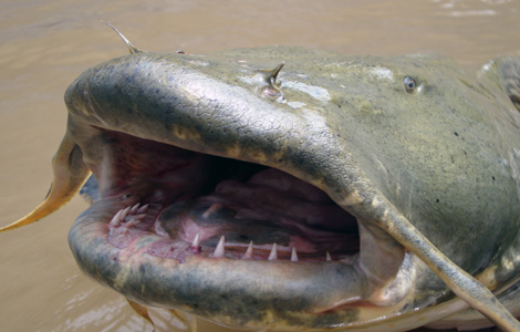 Giant Devil Catfish - The Goonch Catfish
