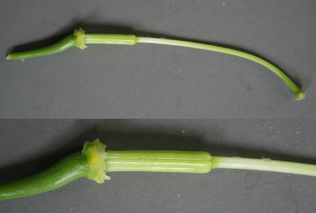 qing's biology blog: Lily dissection