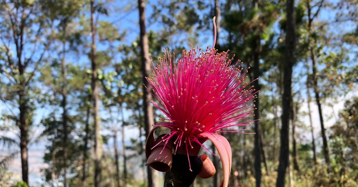 El Fogonero: La flor de la carolina