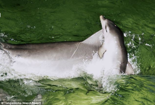 White Wolf : December 2012