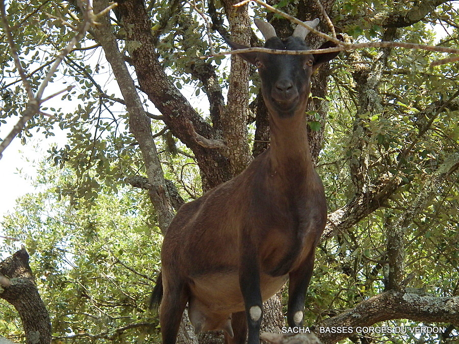 Un jour....Une photo !: Chèvres de Rove " Chapelle Ste Maxime Basses ...