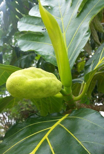 Warisan Petani: Pokok Sukun