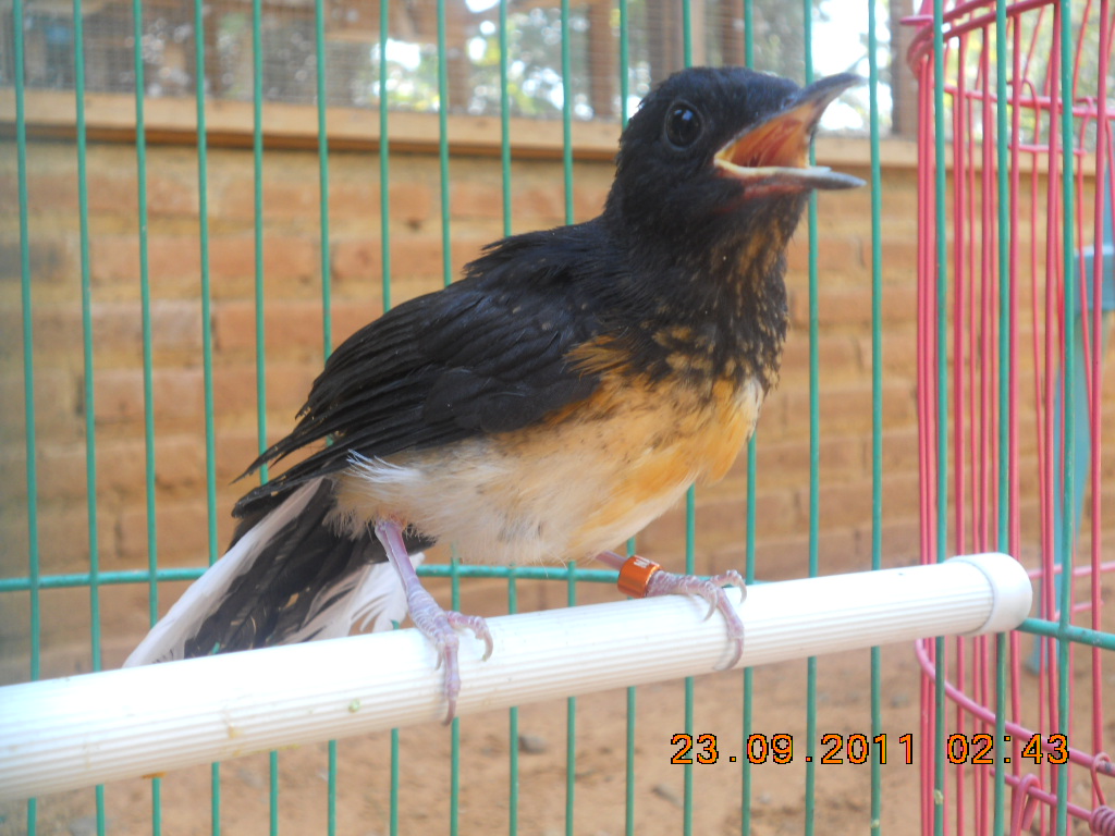 BREEDER KICAUAN: MURAI BATU