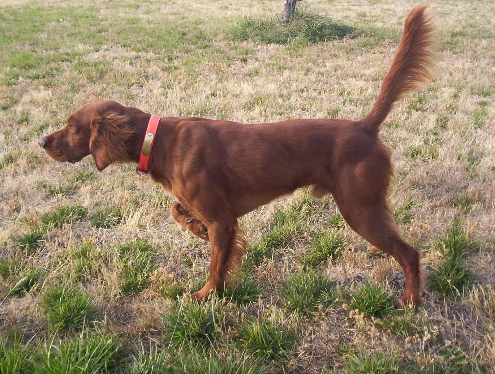 A piece of the Purest Challenge: NEW RED SETTER NSTRA CHAMPION