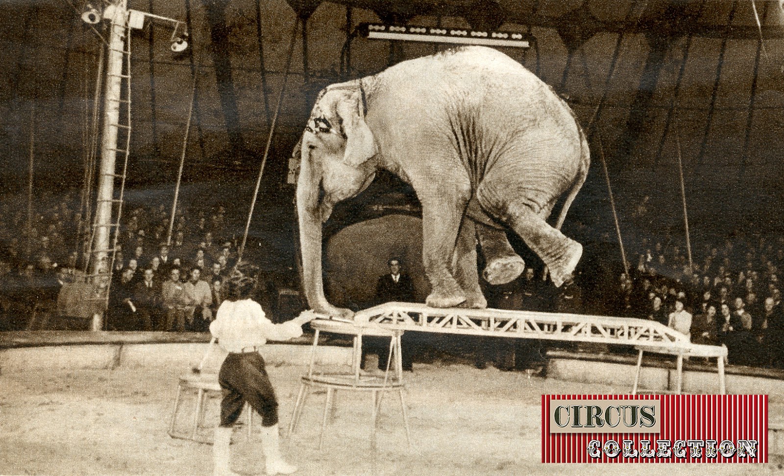 Circus -Collection: Les éléphants au cirque Knie 1950-1959