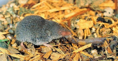 Variety of Life: Cryptotis