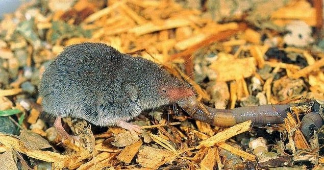 Variety of Life: Cryptotis