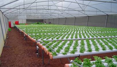 hidroponia: DEFINICION DE HIDROPONIA