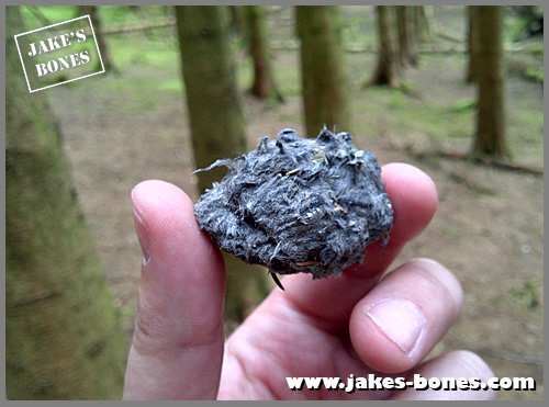 Dissecting bird pellets : Jake's Bones