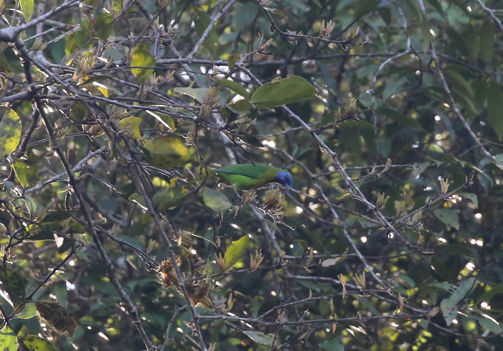 Worldbirder: Archean: Sumatra