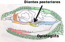 Ofidico: BIOLOGIA DE LAS SERPIENTES