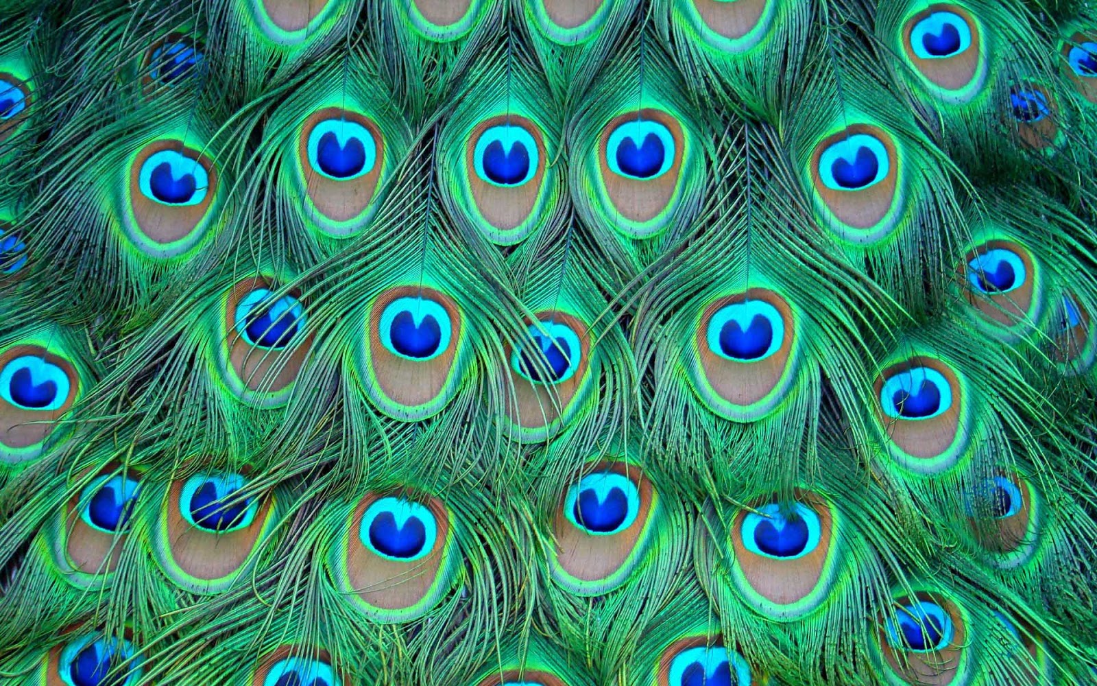 Close up foto veren pauw | Mooie Leuke Achtergronden Voor Je Bureaublad ...