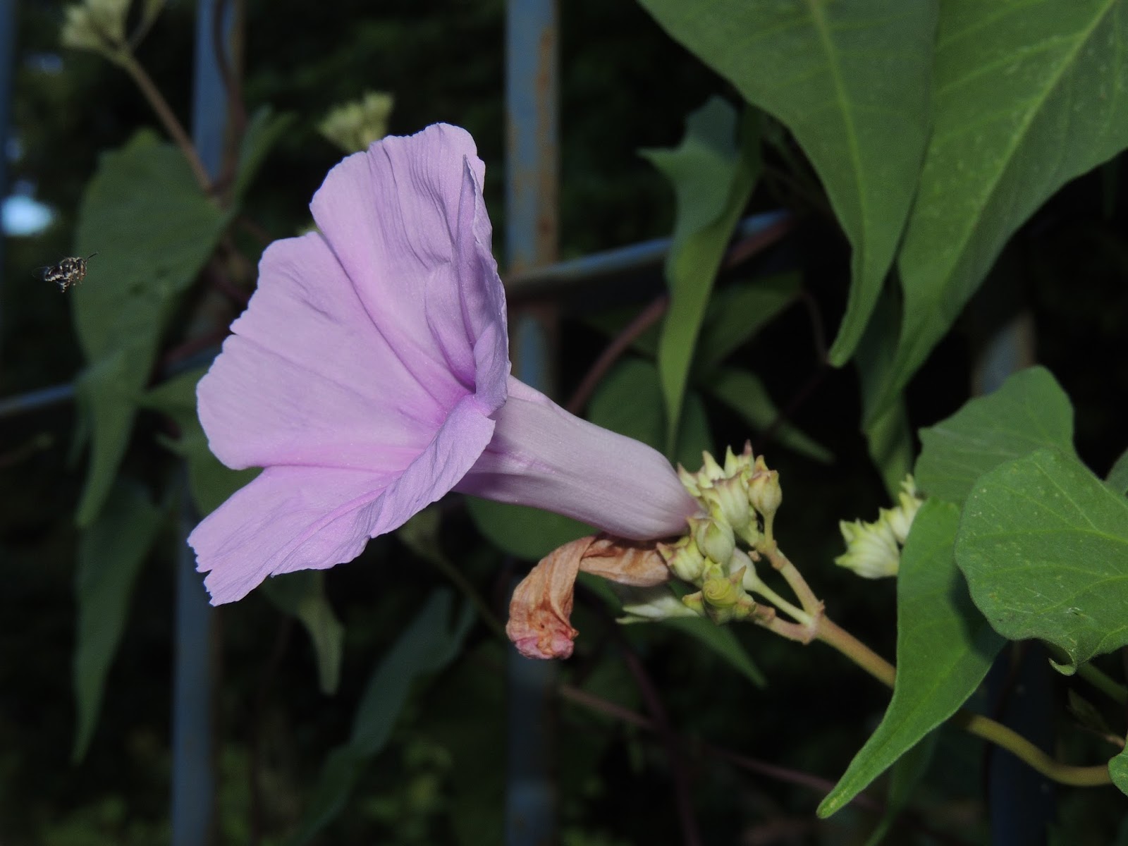 Flora campus I: Convolvulaceae - Ipomoea bahiensis Willd. ex Roem ...