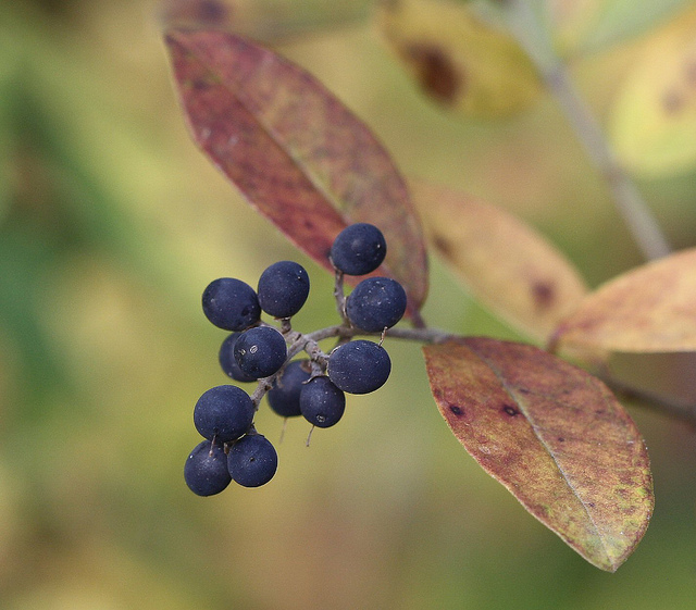 Fruit Seeds of Southern Michigan: Ligustrum spp. -- privets