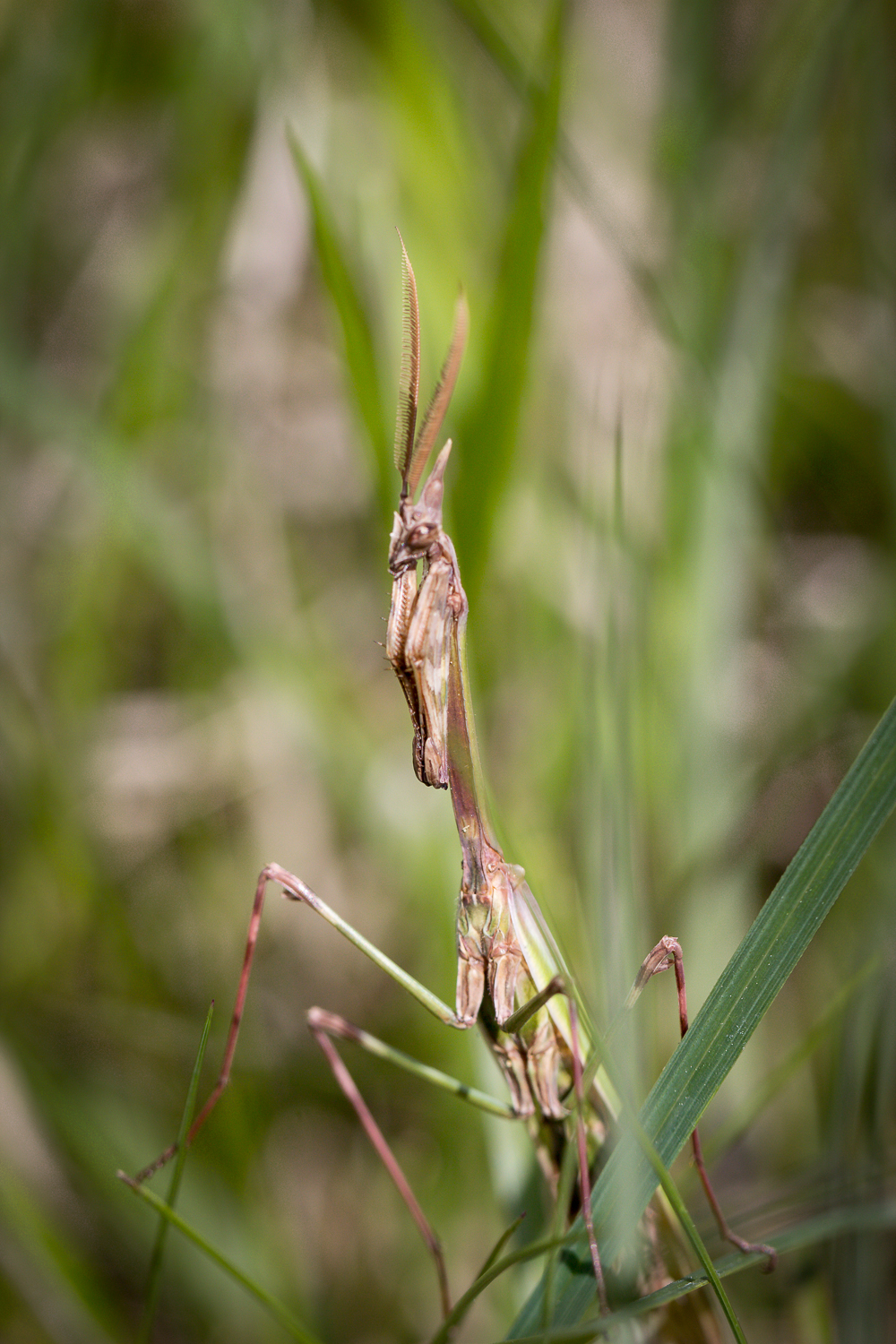 ♥ Patatitphoto: Photo du jour : empuse ou diablotin