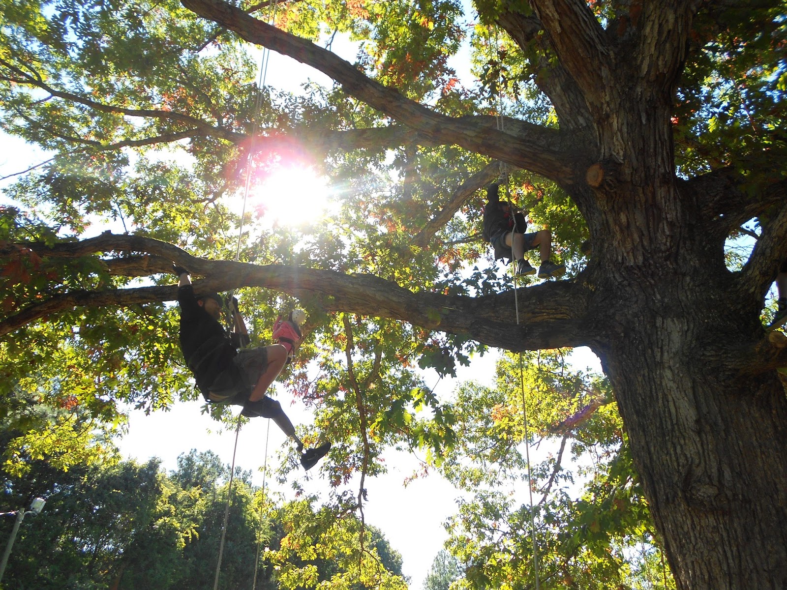 Piedmont Tree Climbing (PTC): Private Tree Climbs & Classes