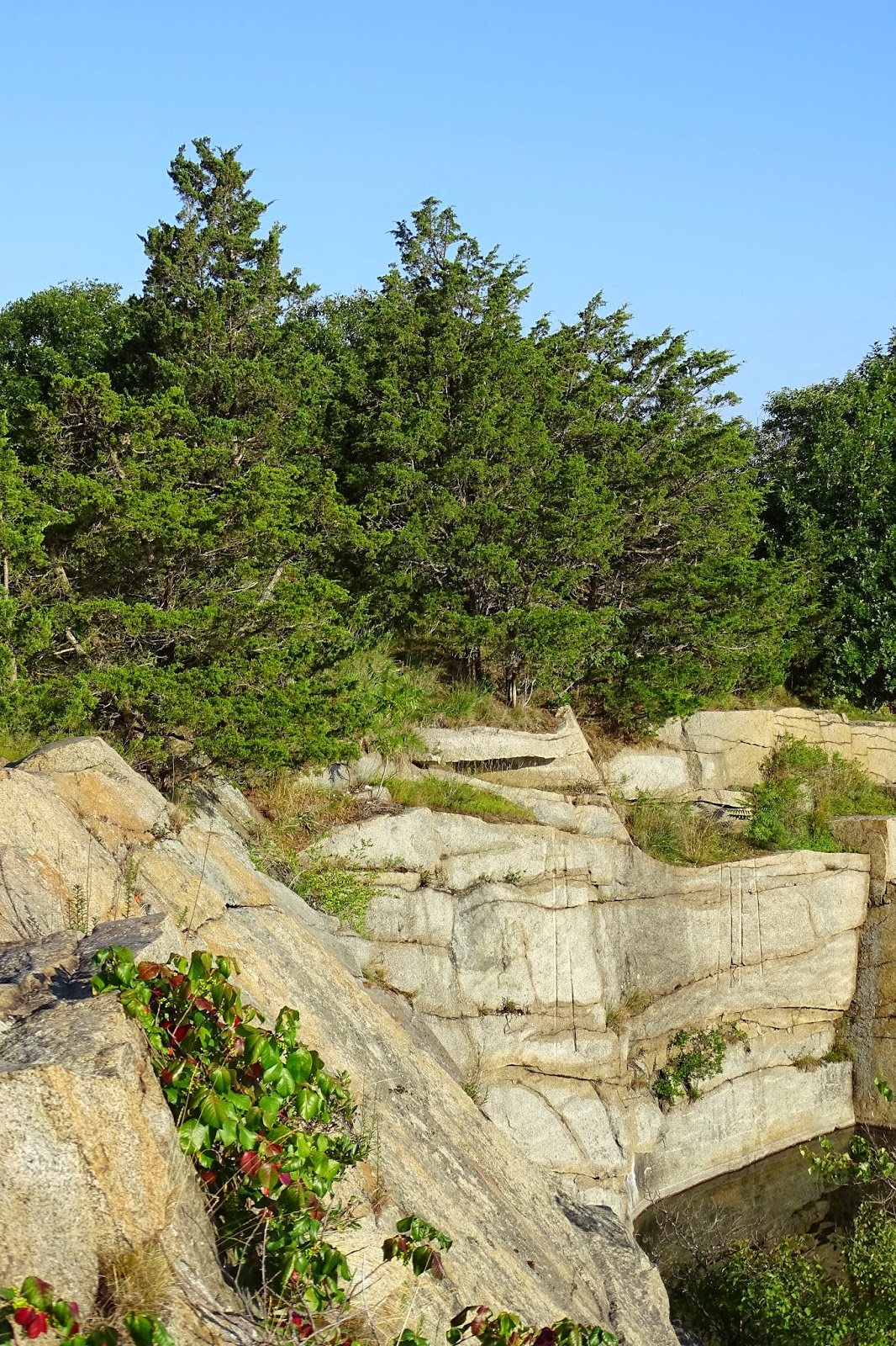 Notes from Halibut Point: Coffee at the Cedars
