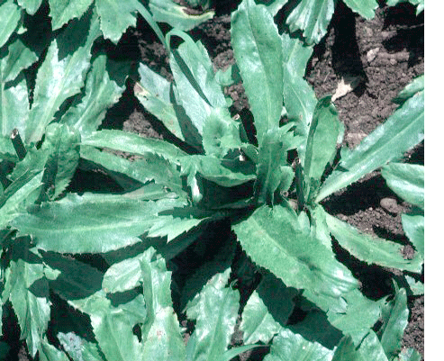 AgroNegocios: El Culantro Coyote,Cilantro Ancho (Eryngium Foetidum ...