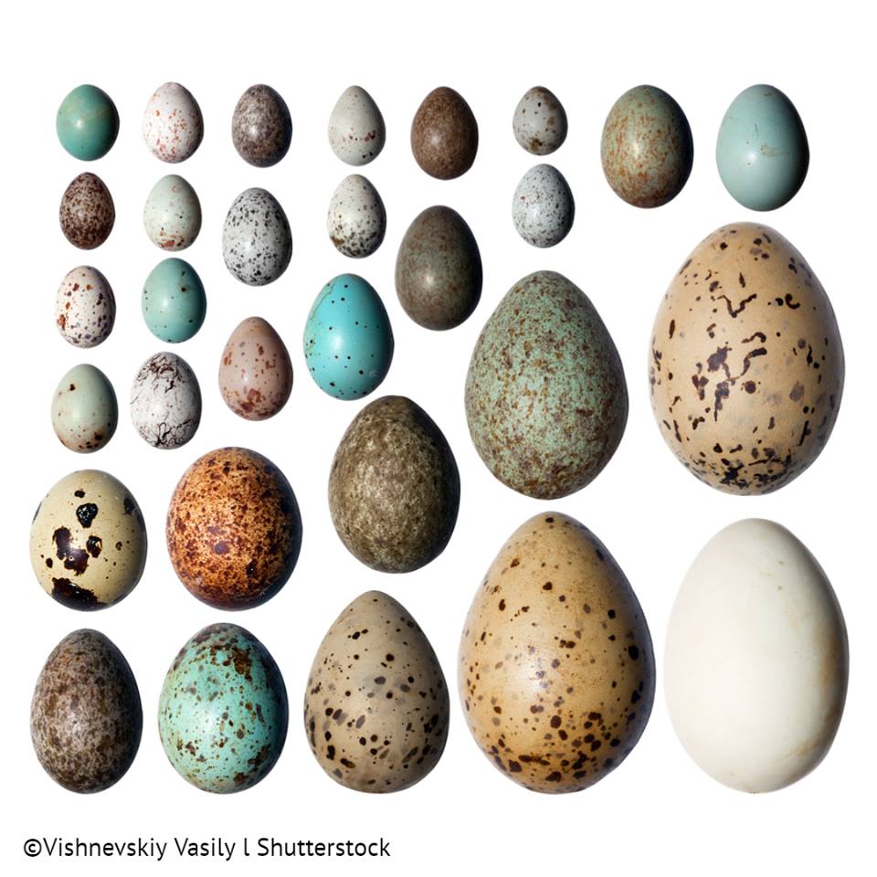 Bentuk Telur Mempengaruhi Kemampuan Terbang Burung - Generasi Biologi