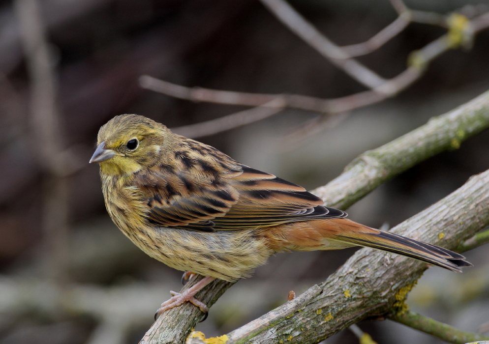 Steve Hinton Wildlife Photography: Juvenile Yellowhammer.