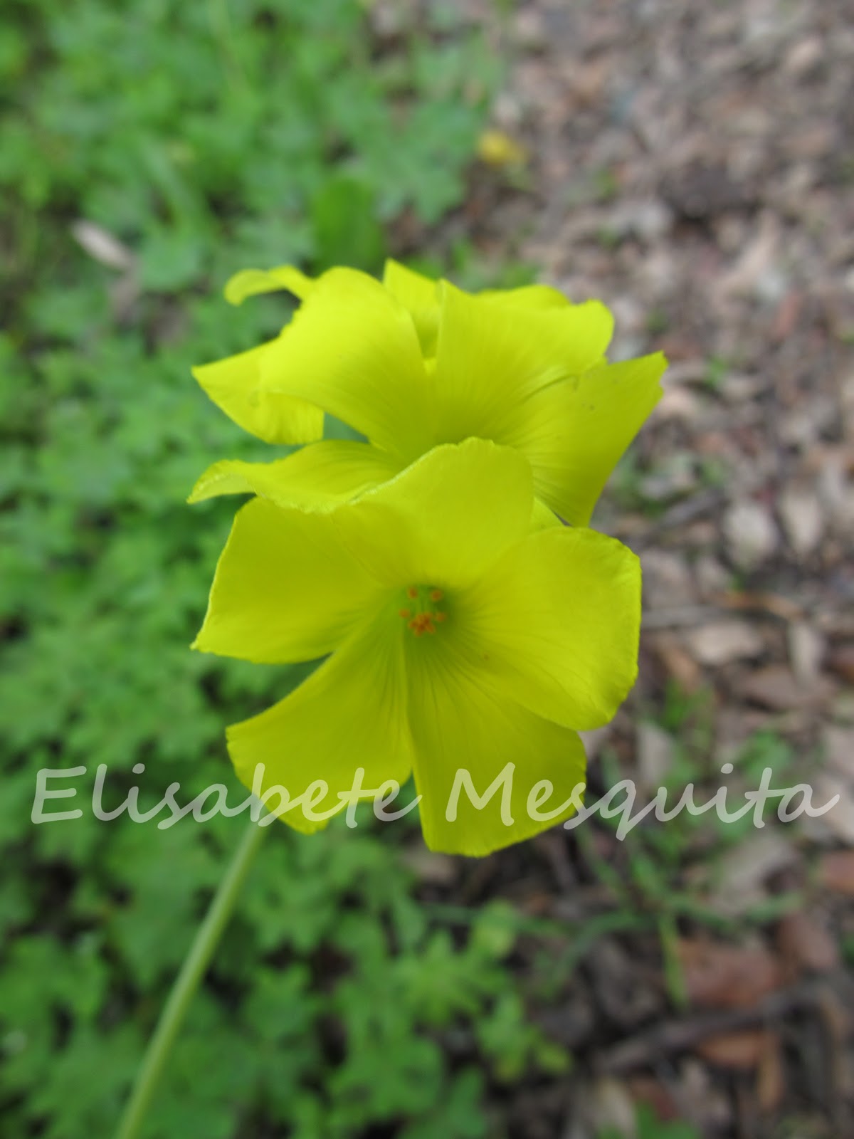 Rota dos Descobrimentos na ESAC: Escola Superior Agrária de Coimbra