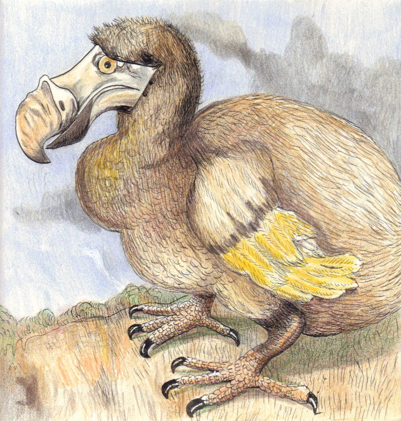 geert clarisse: Raphus Cucullatus