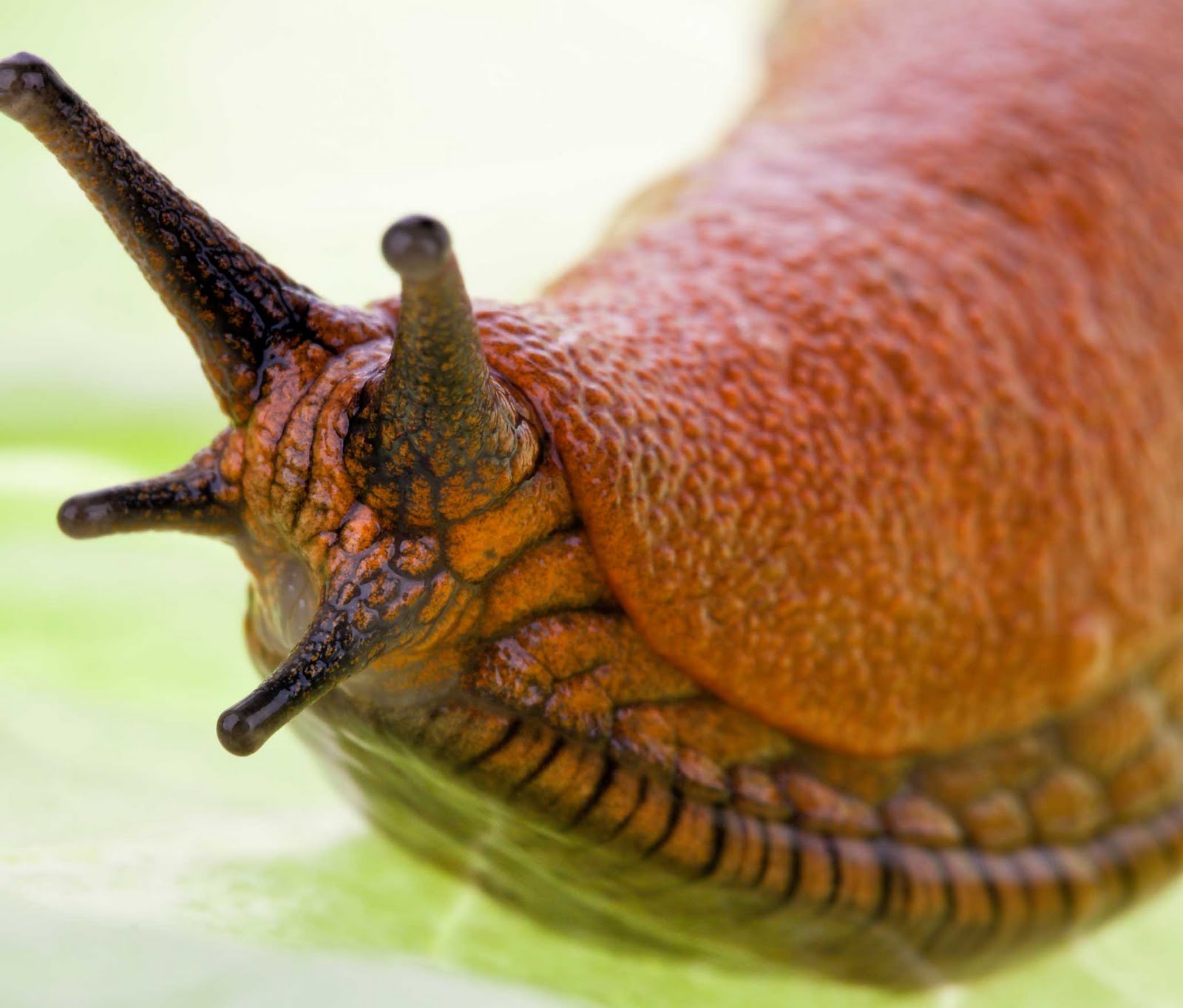 Collection 91+ Pictures Pictures Of Slugs In The Garden Latest 10/2023