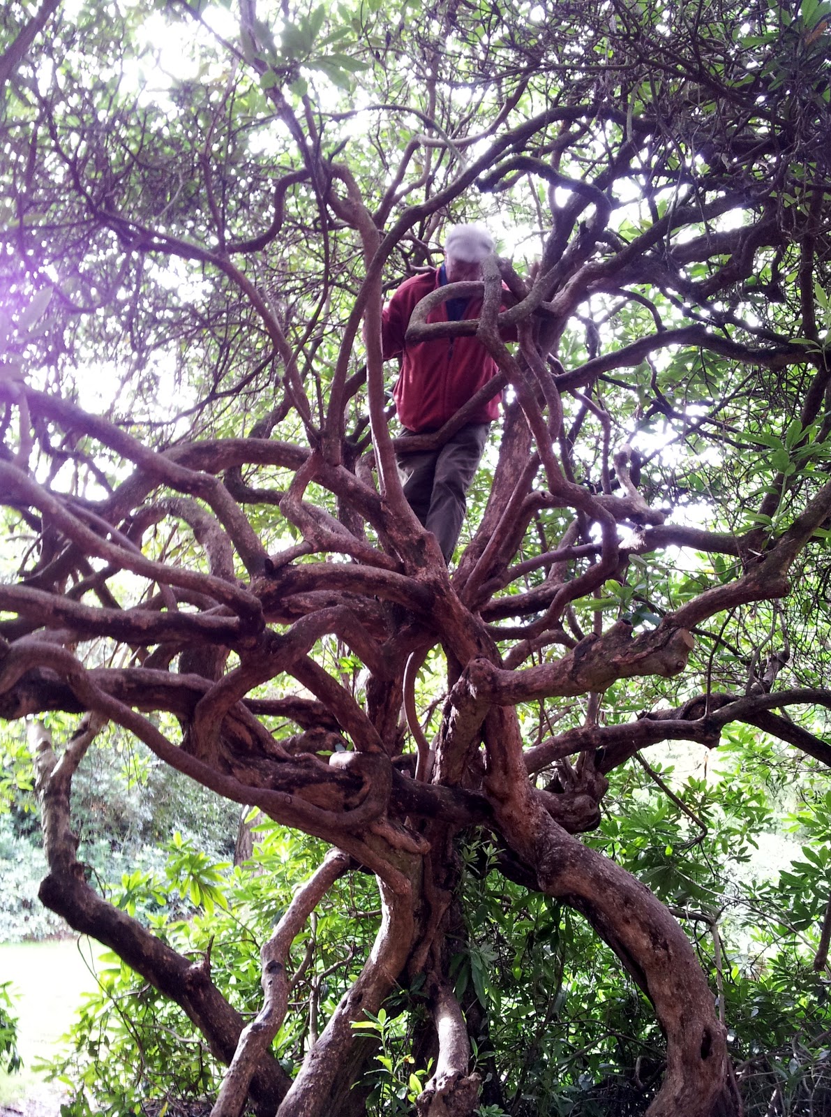 Random Distractions: November 2012