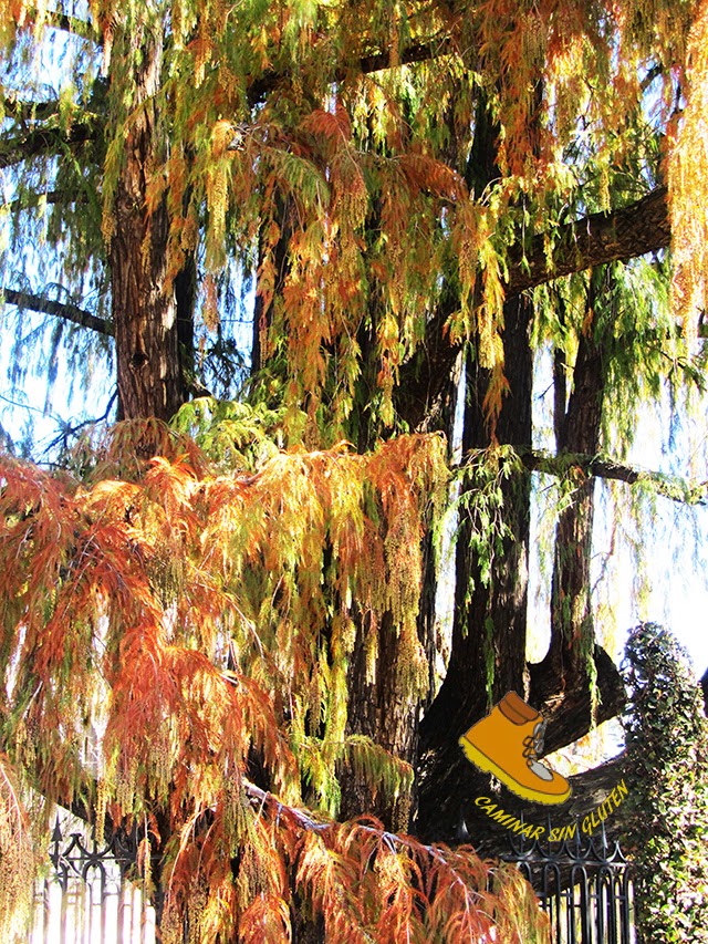 CAMINAR SIN GLUTEN: Ahuehuete, el árbol más viejo de Madrid #ElRetiro # ...