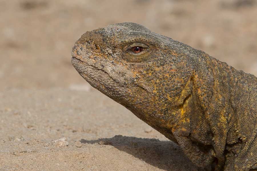 Birds of Saudi Arabia: Arabian Spiny-tailed Lizard - Dhahran Hills