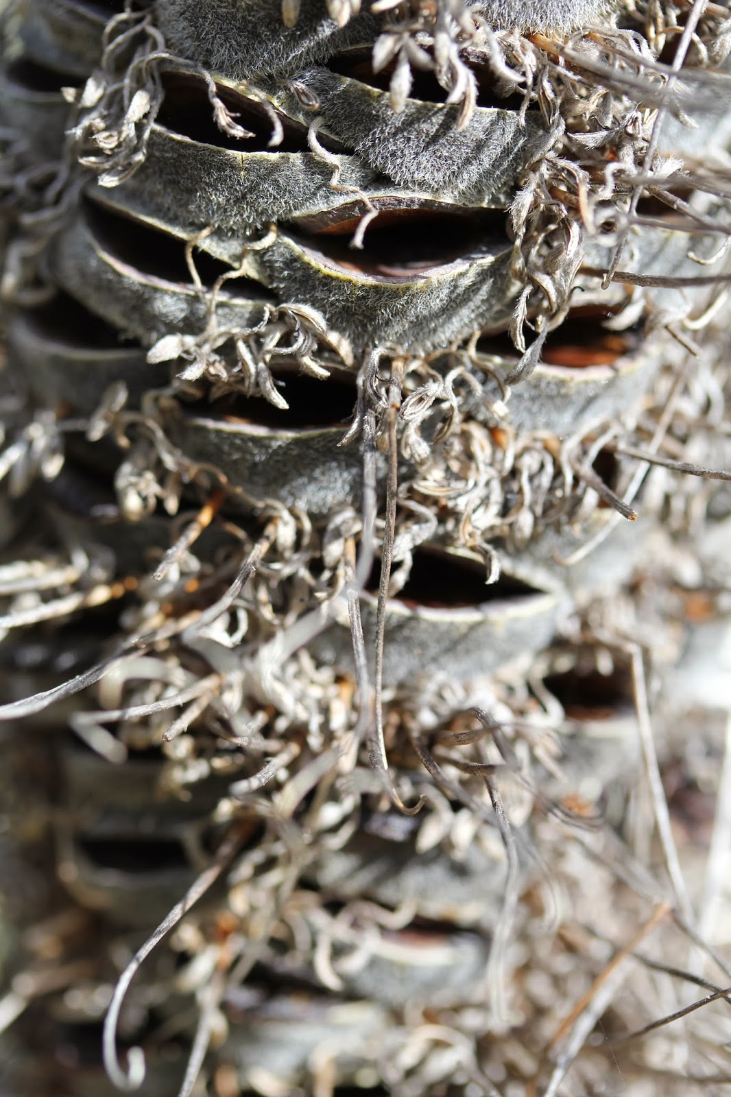 Hunter harvest: Photo of the week - banksia men