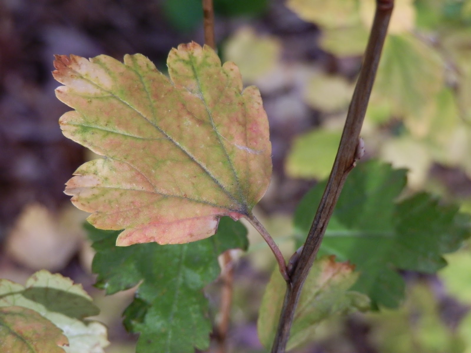PlantPostings: Plant of the month: Currant