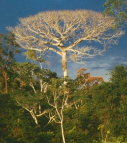 projects: Tree of Life - 5 South American Way