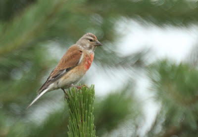 Ptaki mniejsze i więksiejsze: Makolągwa