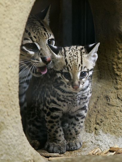 Think Theta: Photos of baby animals from around the world