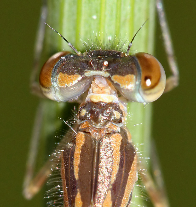 Kent Dragonflies: A Variable Damselfly Emerges.