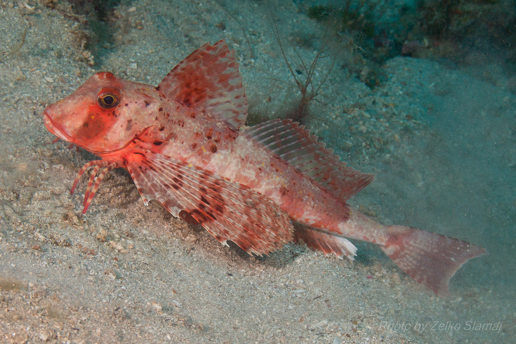 Real Monstrosities Sea Robin real-monstrosities-sea-robin