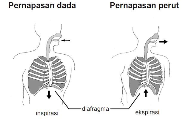 Sitem Pernapasan Manusia, Mekanisme Pernapasan dan Penyakit Pada Pernapasan