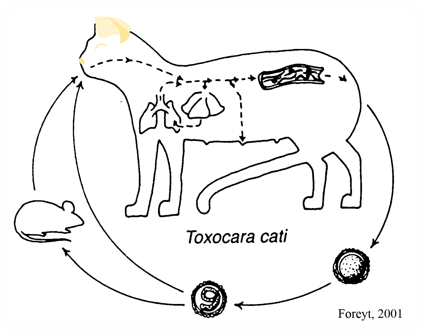 ENDOPARASIT PADA KUCING