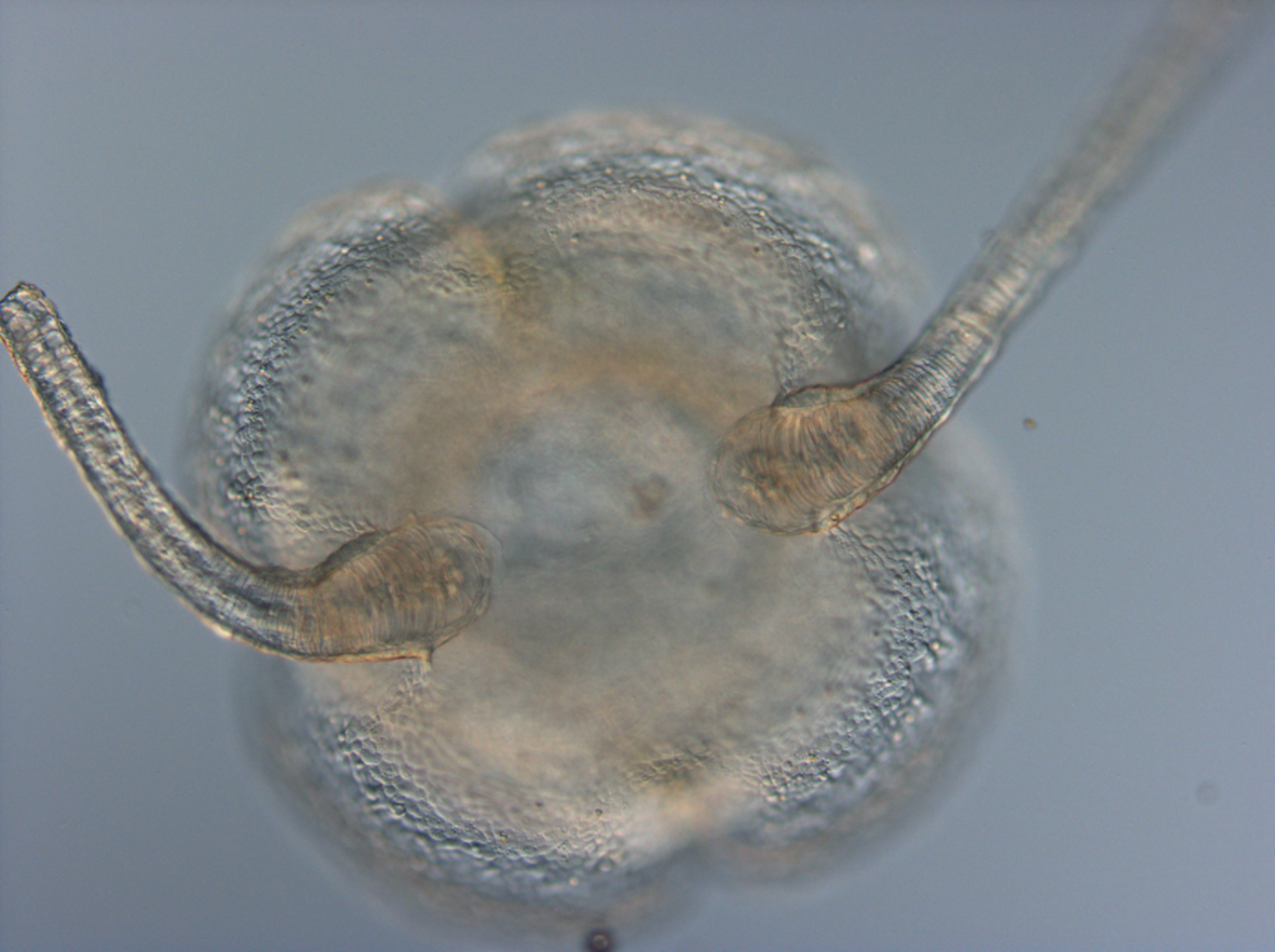 Invertebrate Embryology: April 2012