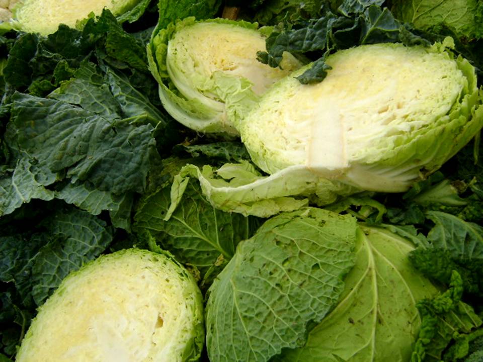 REPOLLO ~ VIDA SANA, TRUCOS Y CONSEJOS