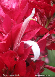 El Jardí de Menuda Natura: Jacobínia