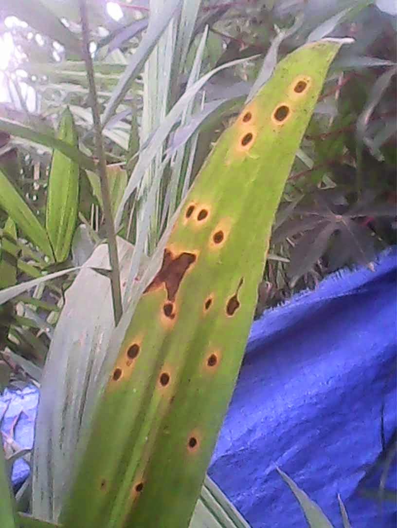 Bibit Sawit, Karet dan Aren: Penyakit Pada Pembibitan Sawit Pre Nursery ...