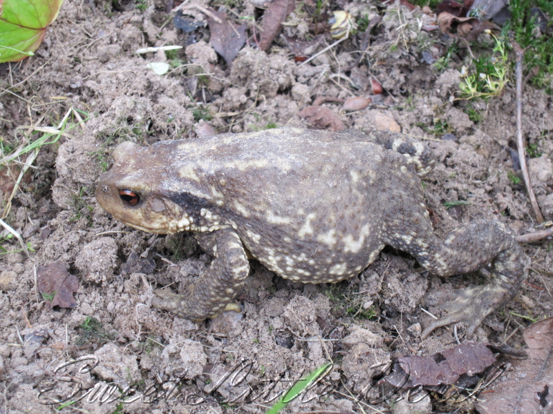 Flights of fancy: La princesse et la grenouille le crapaud